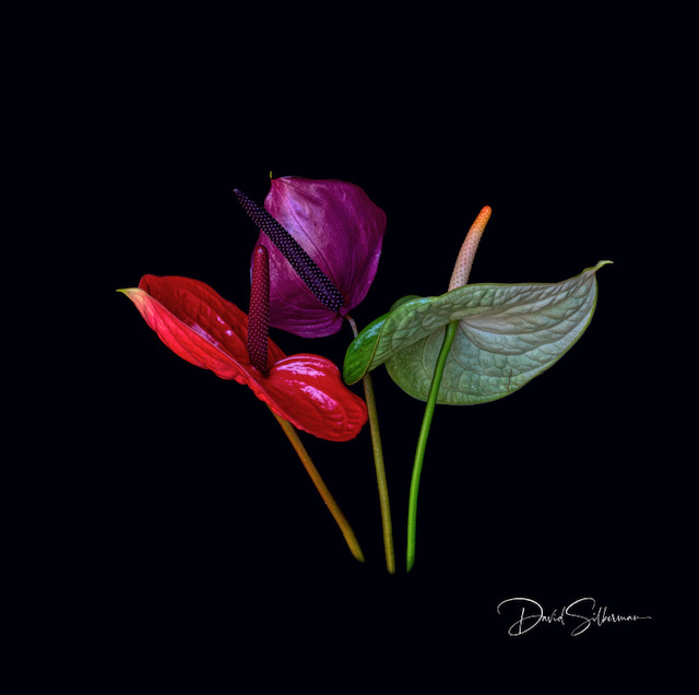 Gallery – David Silberman Photography