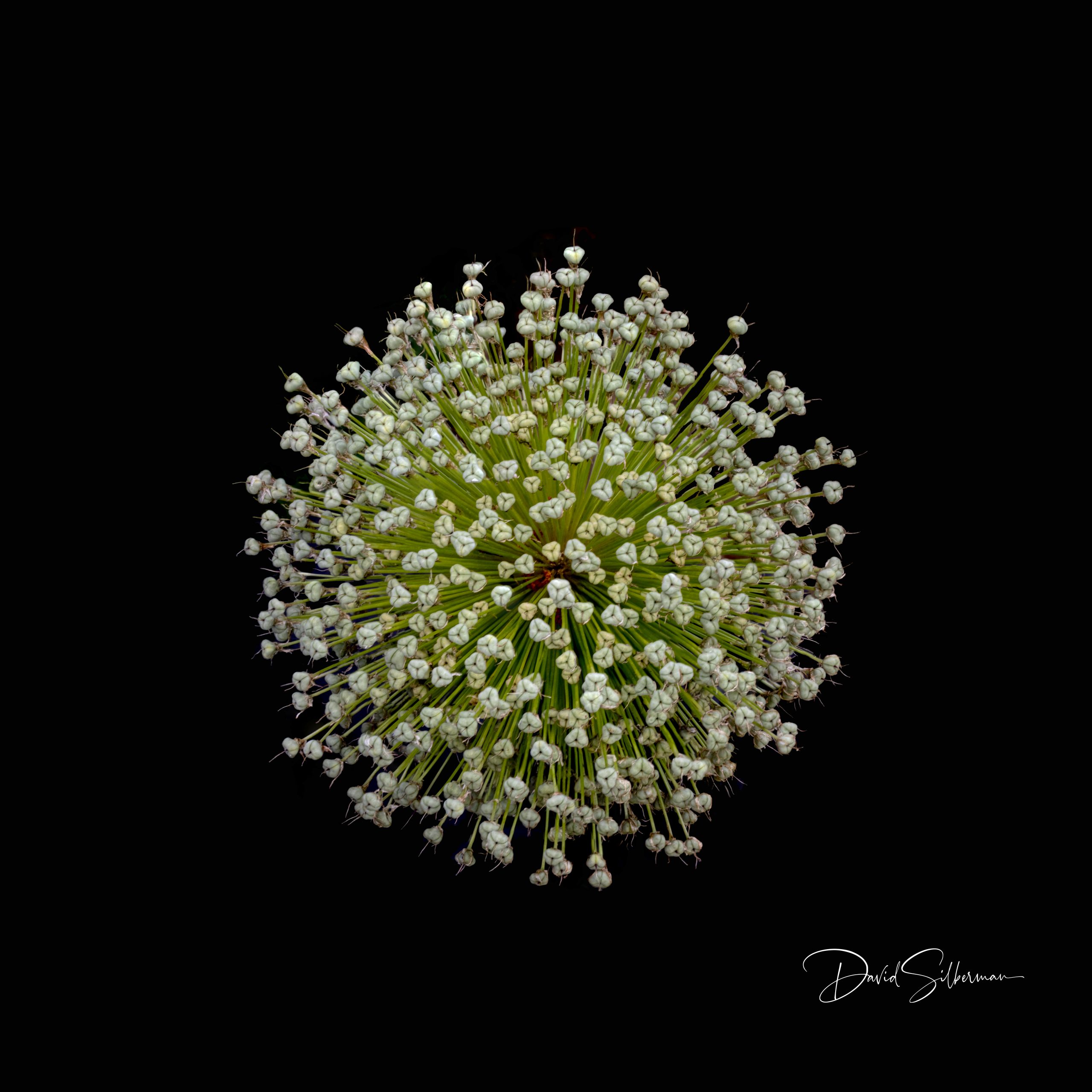 Gallery – David Silberman Photography