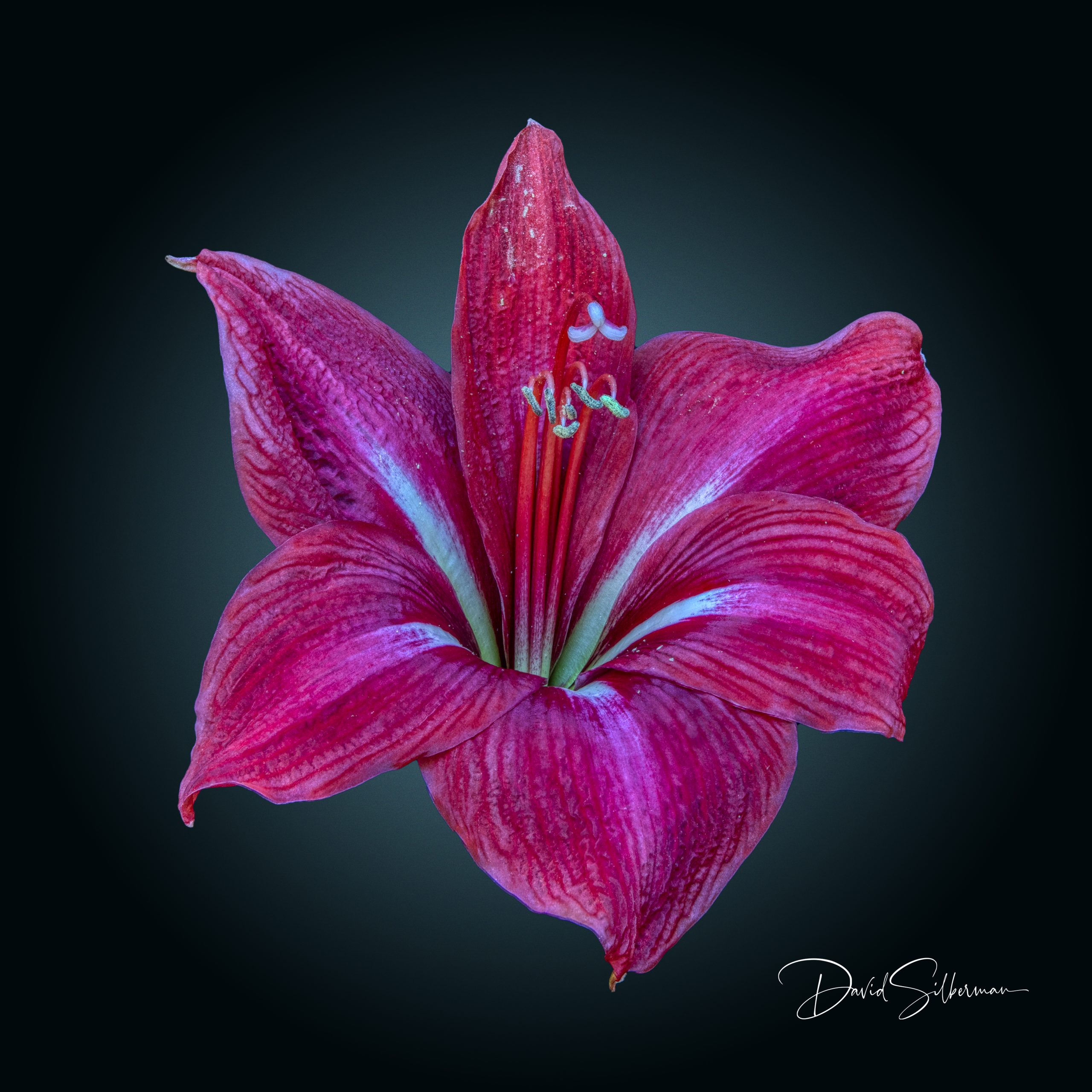 Gallery – David Silberman Photography