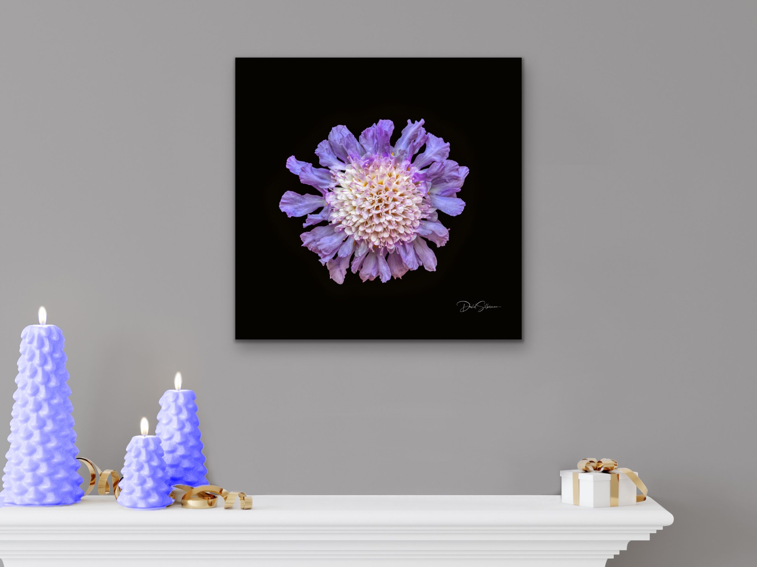 Gallery – David Silberman Photography