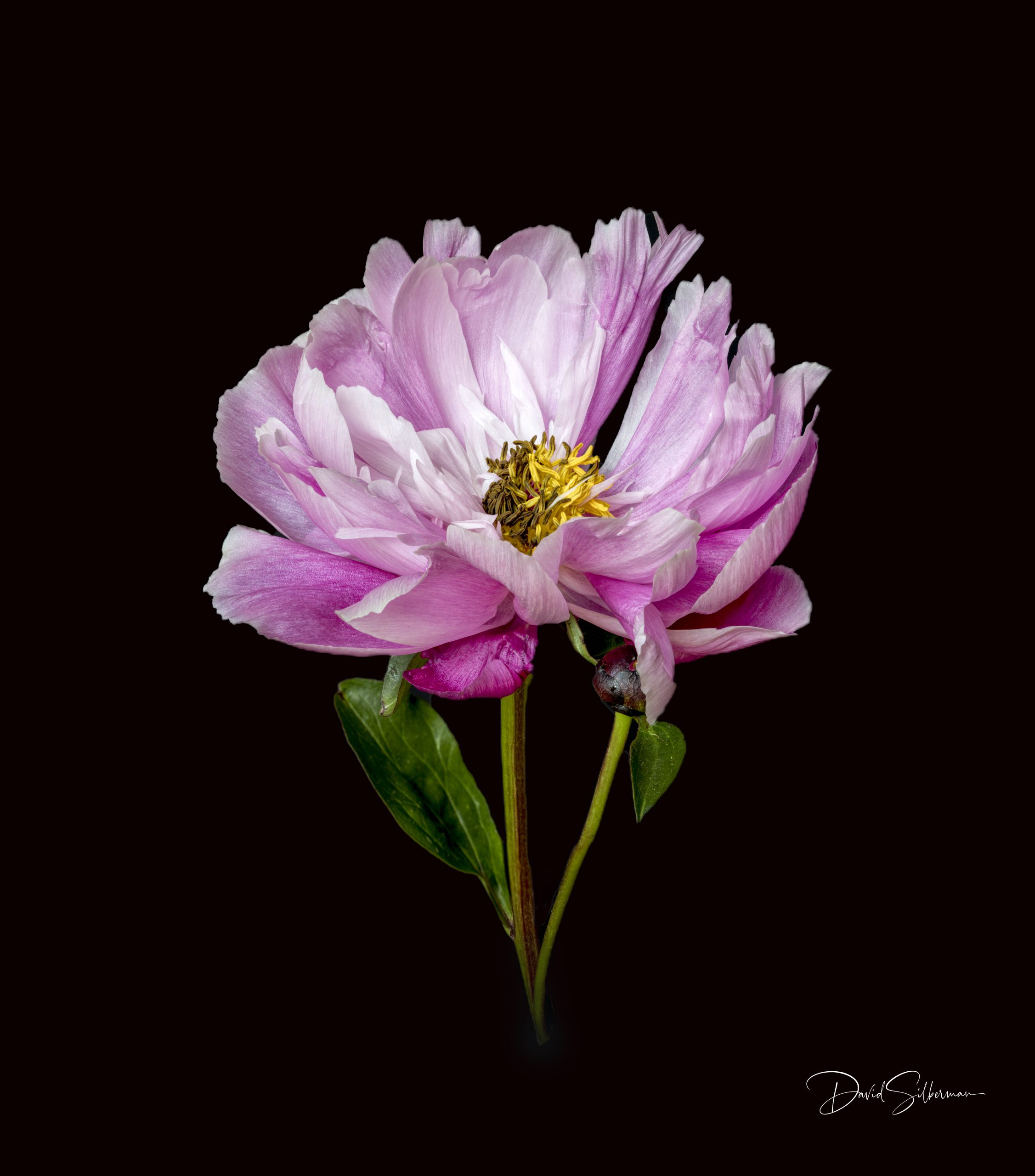 Gallery – David Silberman Photography